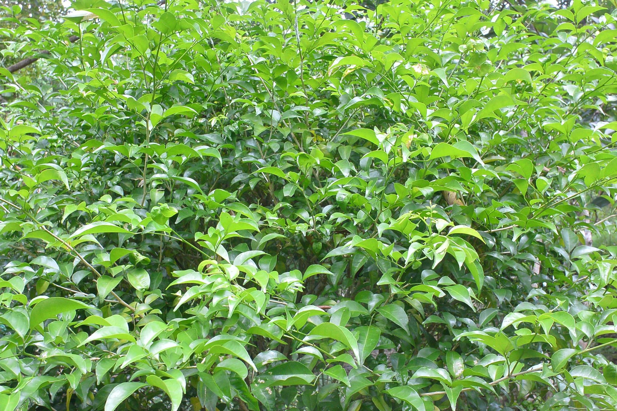 Kemuning (Murraya paniculata L) - PT Naturindo Fresh