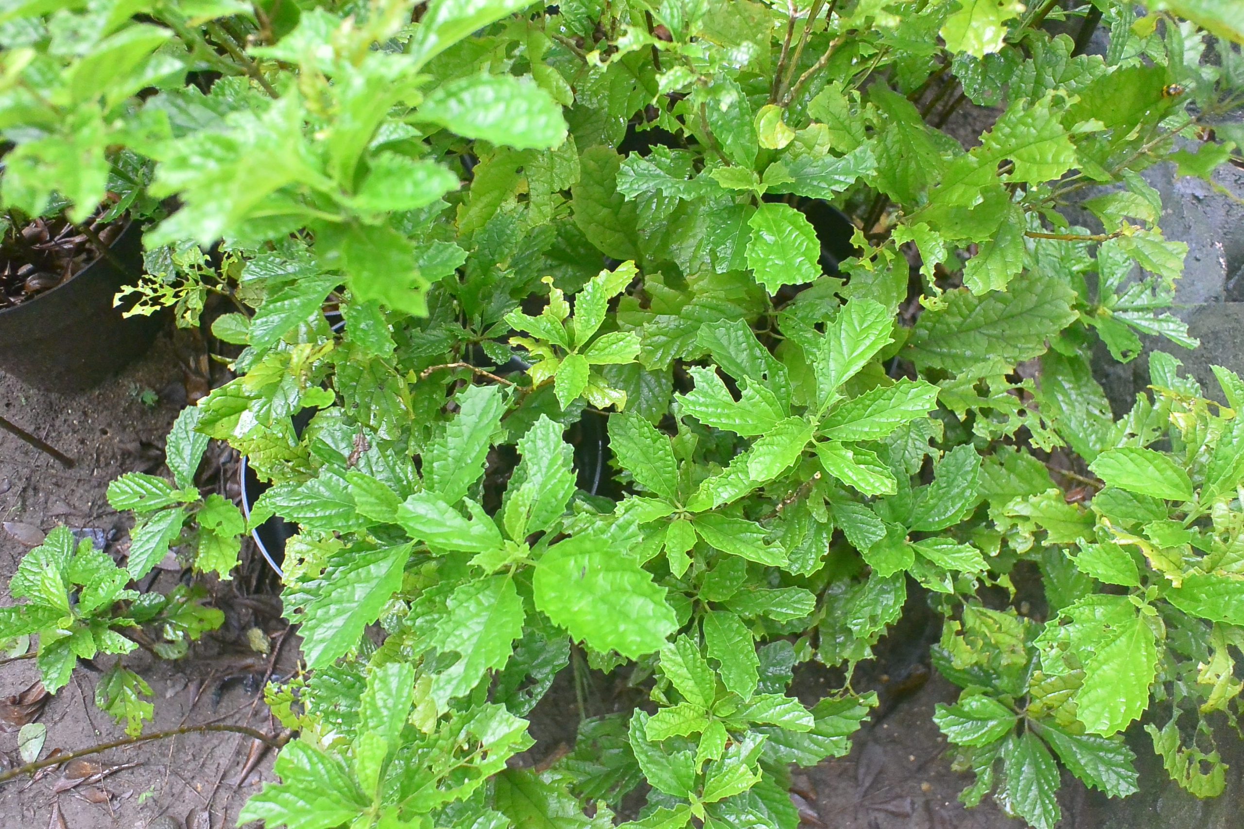 Keji Beling (Strobilanthes crispa) - PT Naturindo Fresh