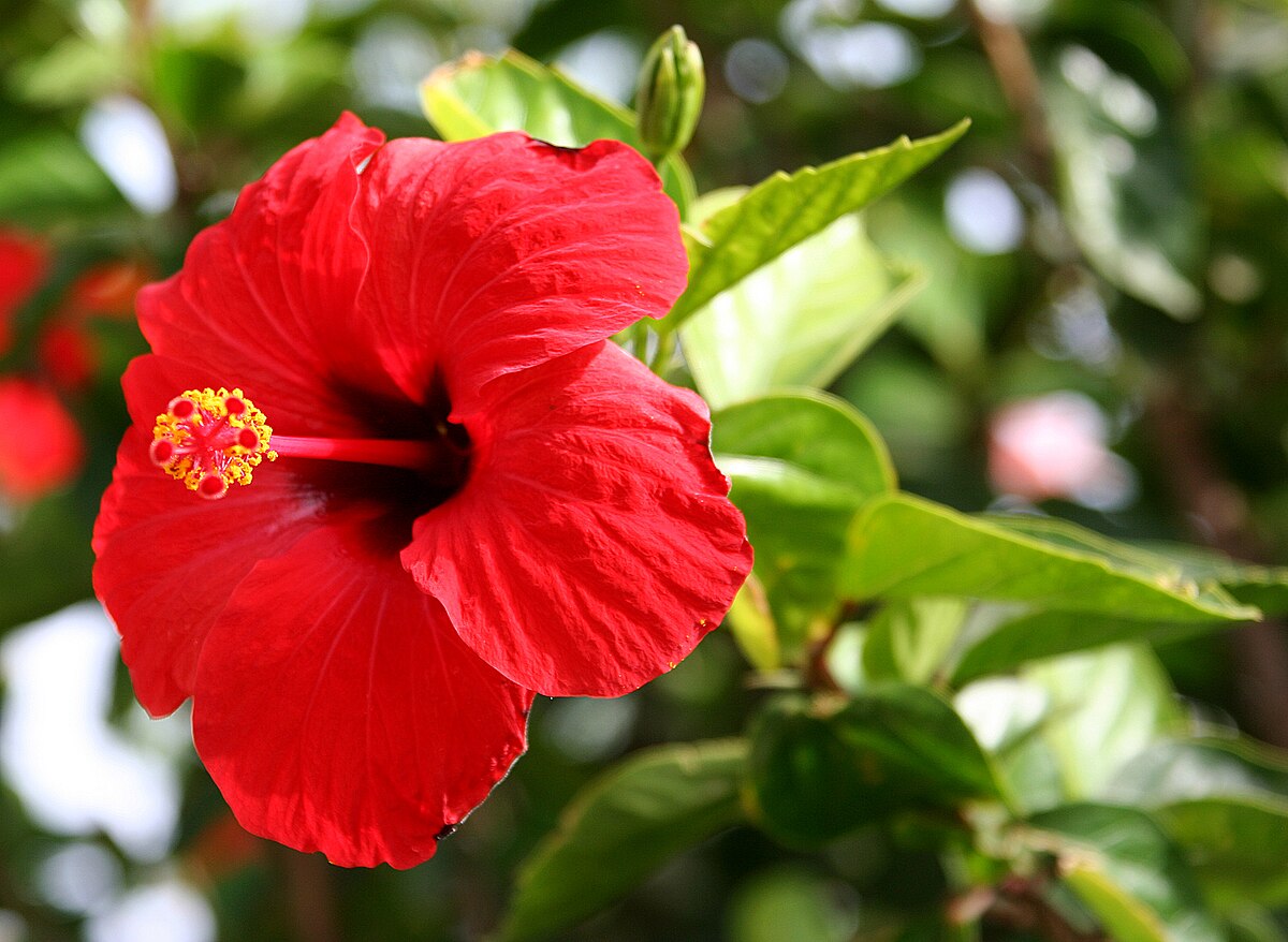 BUNGA SEPATU (Hibiscus Rosa Sinensis) - PT Naturindo Fresh
