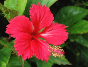 BUNGA SEPATU (Hibiscus Rosa Sinensis) - PT Naturindo Fresh
